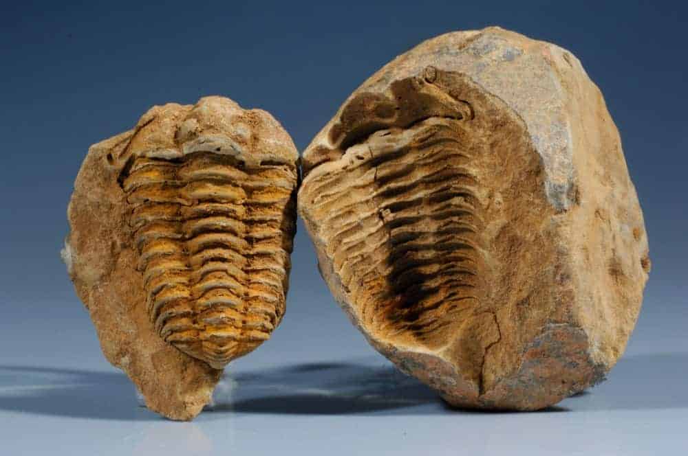 9 Different Types Of Fossils