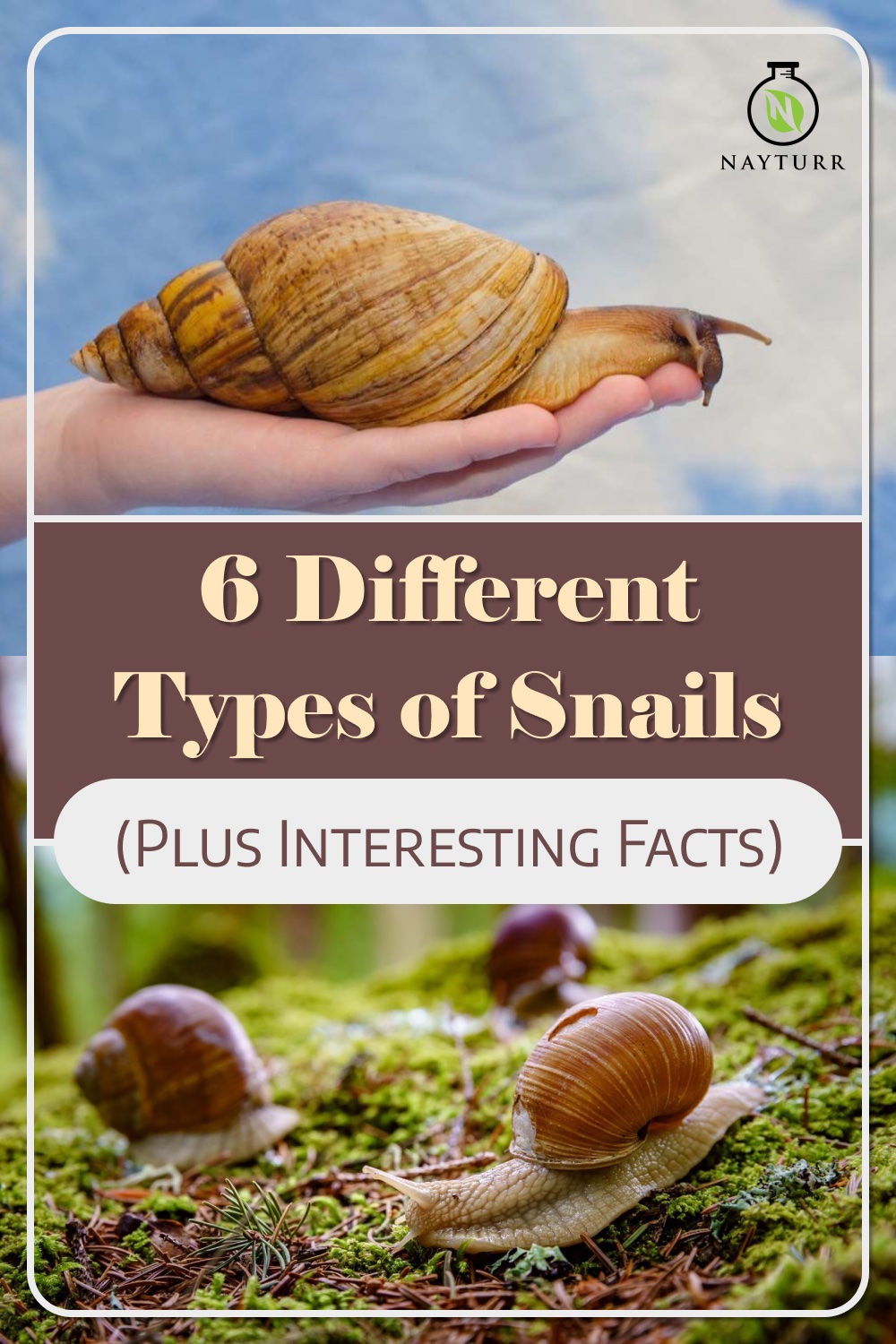 6 Different Types of Snails (Plus Interesting Facts) – Nayturr