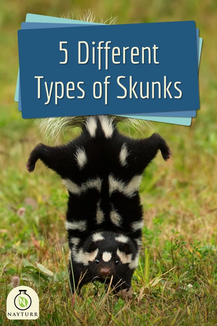 5 Different Types of Skunks – Nayturr