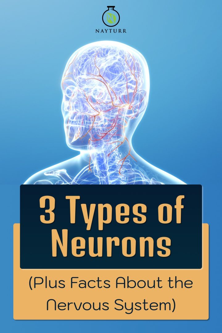 3 Types of Neurons (Plus Facts About the Nervous System) – Nayturr