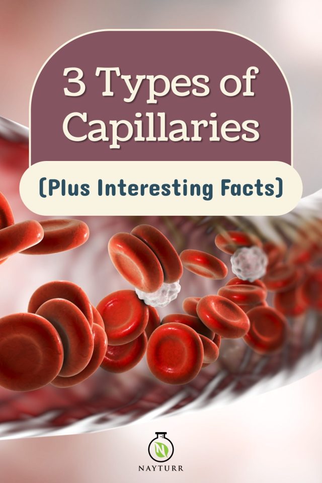 3 Types of Capillaries (Plus Interesting Facts) – Nayturr
