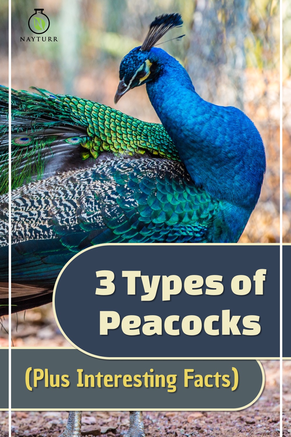 3 Types of Peacocks (Plus Interesting Facts) – Nayturr