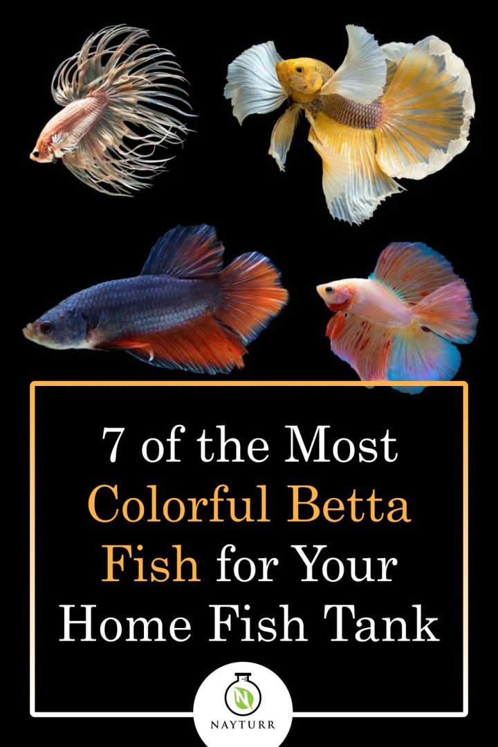 7 of the Most Colorful Betta Fish for Your Home Fish Tank – Nayturr
