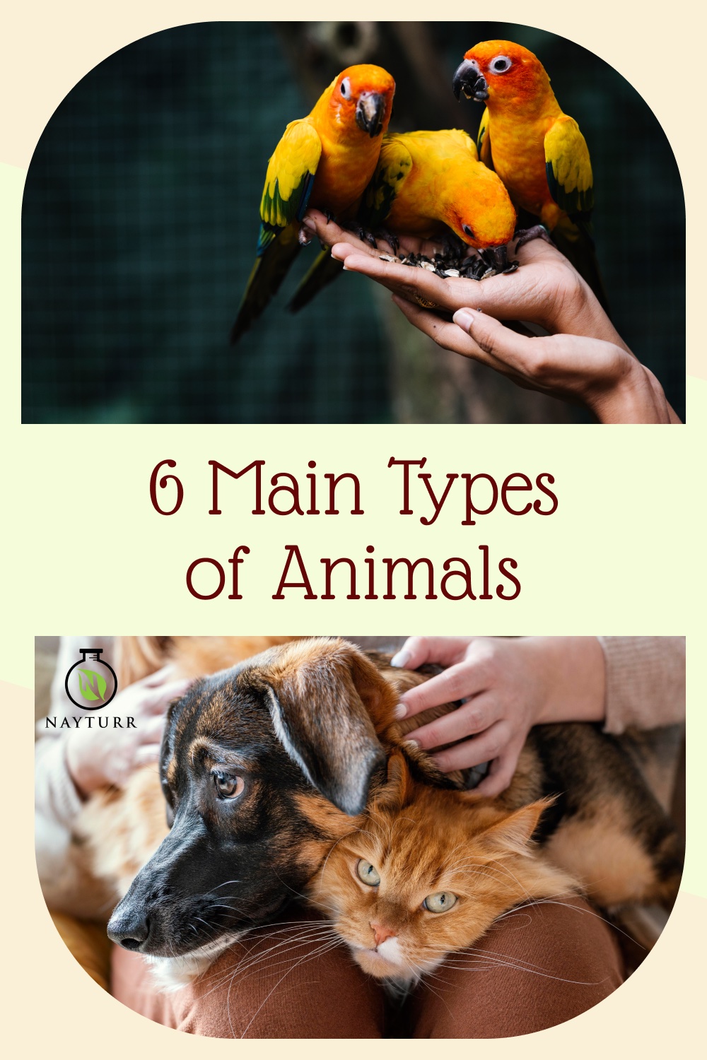 6 Main Types of Animals – Nayturr