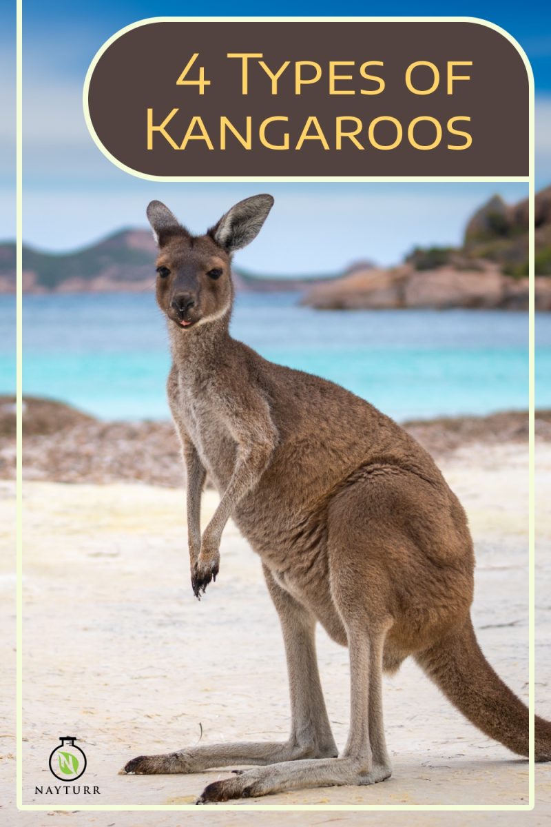 4 Types of Kangaroos – Nayturr