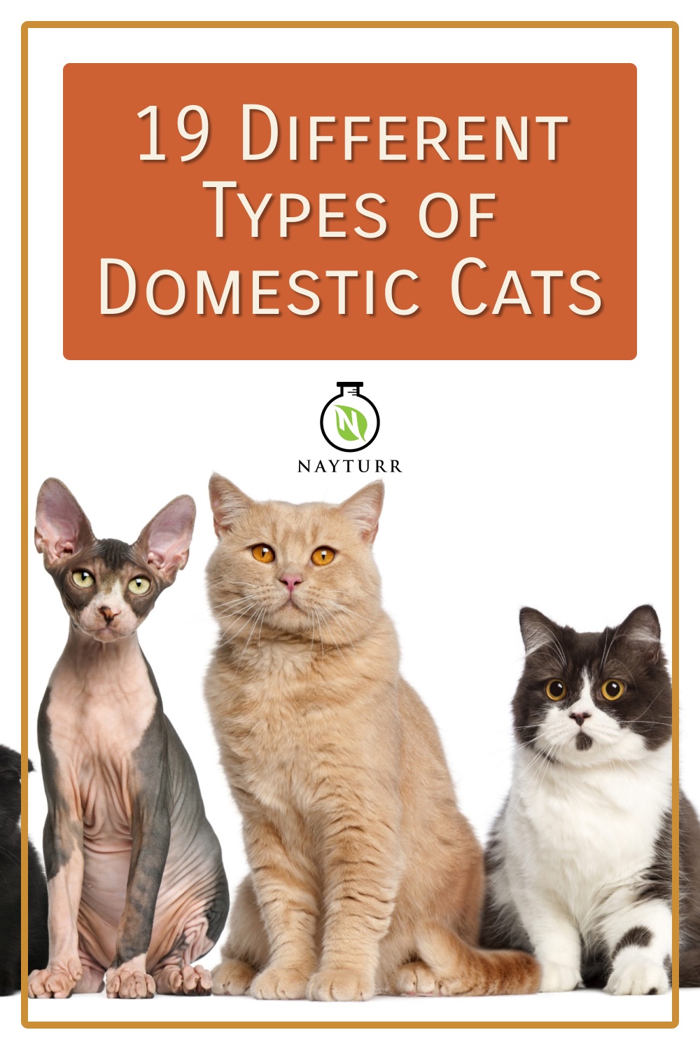 19 Different Types of Domestic Cats – Nayturr