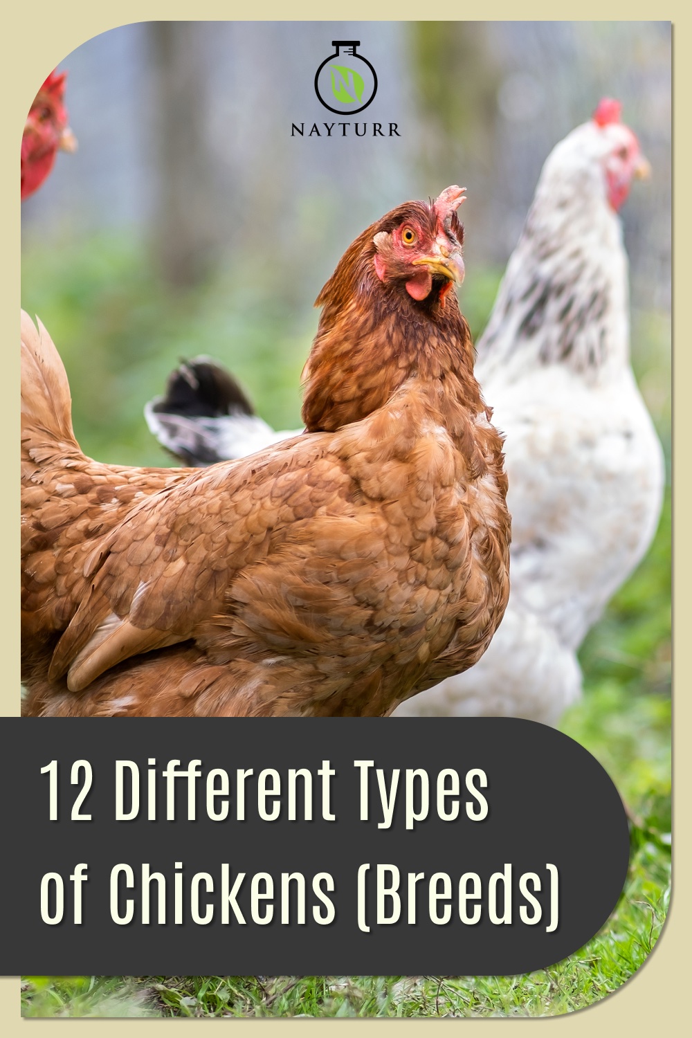 12 Different Types of Chickens (Breeds) – Nayturr