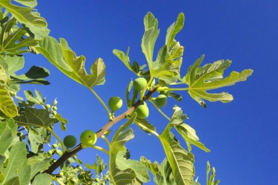 11 Different Types of Fig Trees (Plus Interesting Facts) – Nayturr