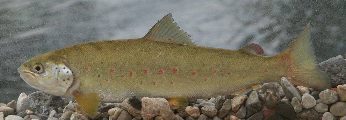 16 Different Types of Trouts – Nayturr