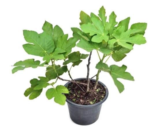11 Different Types of Fig Trees (Plus Interesting Facts) – Nayturr