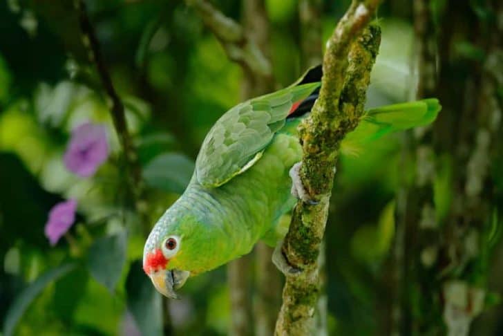 9 Most Popular Types of Pet Parrots – Nayturr