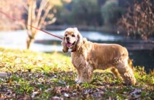 18 Different Types of Spaniels – What Kind is Your Favorite – Nayturr