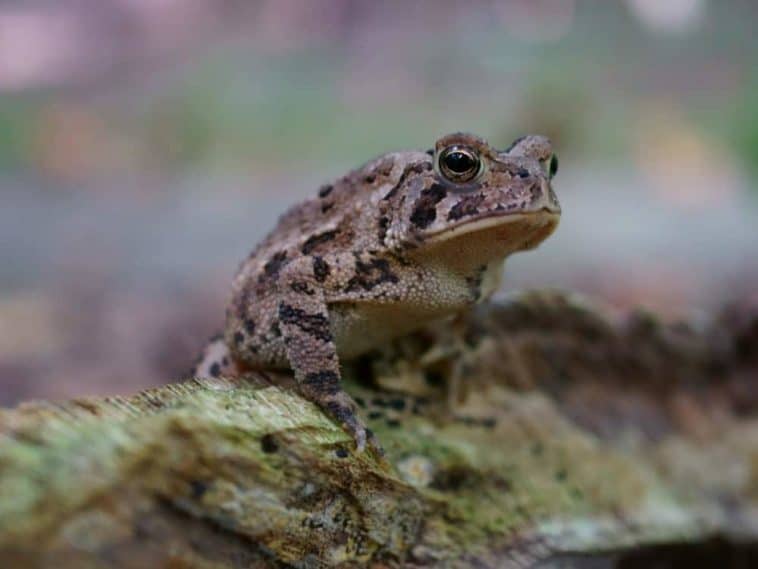 13 Different Types of Toads – Nayturr