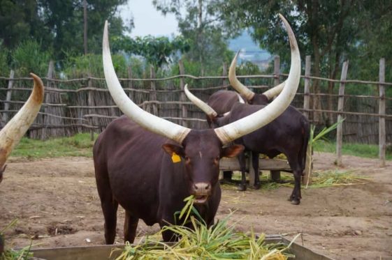 20 Different Types of Cows from Around the World (Chart) – Nayturr