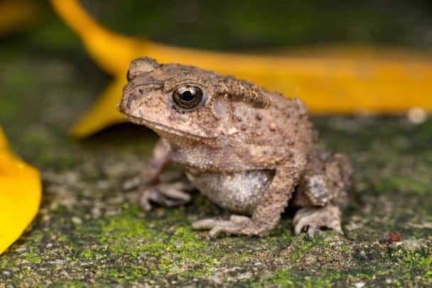 13 Different Types of Toads – Nayturr