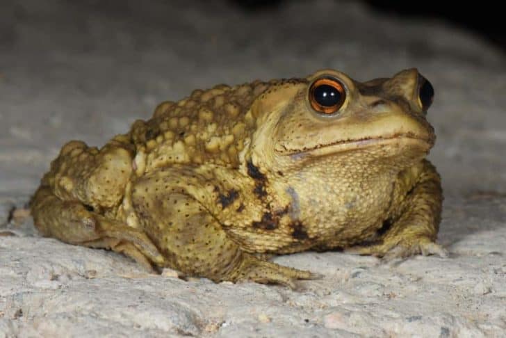 13 Different Types of Toads – Nayturr