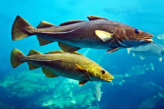 41 Types of Fish (Most Popular Saltwater and Freshwater Fish) – Nayturr