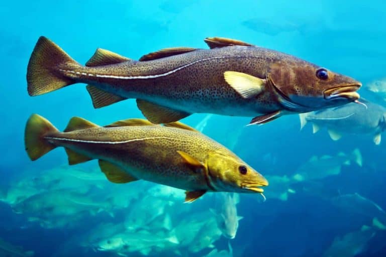41 Types of Fish (Most Popular Saltwater and Freshwater Fish) – Nayturr