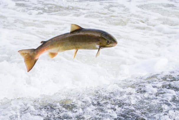 41 Types of Fish (Most Popular Saltwater and Freshwater Fish) – Nayturr