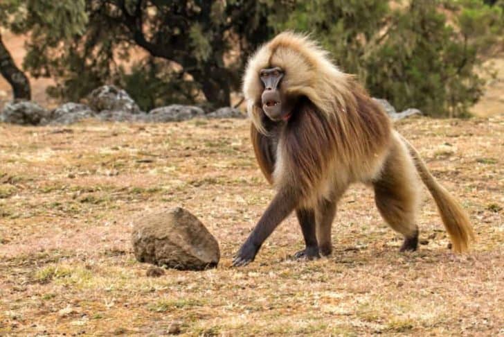 13 forskjellige typer aper fra hele verden - Nayturr | Volta