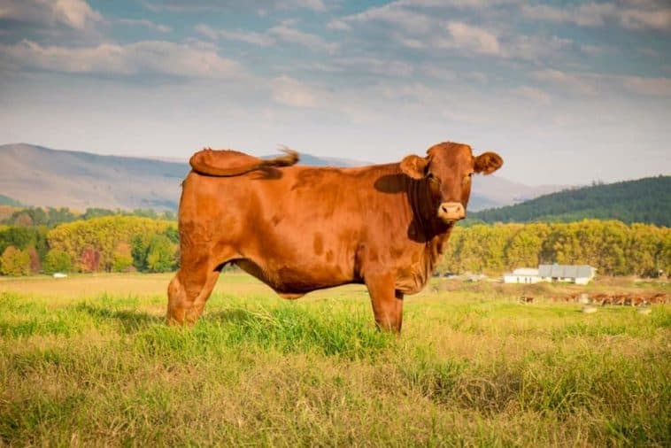 20 Different Types of Cows from Around the World (Chart) – Nayturr