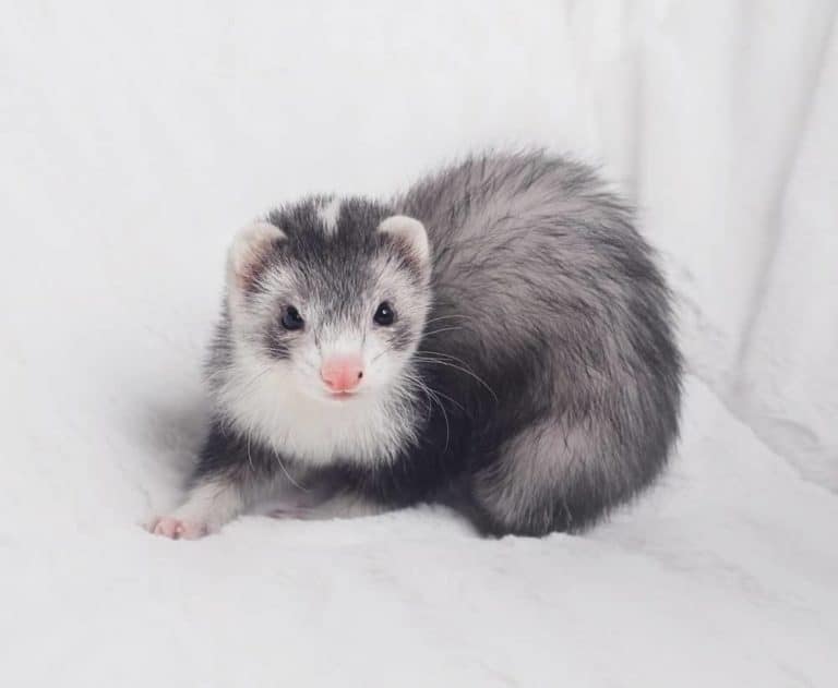 18 Different Types of Ferrets – Nayturr