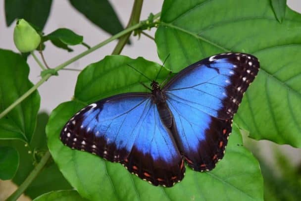 13 Different Types of Butterflies – Nayturr
