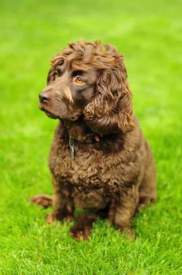 18 Different Types of Spaniels – What Kind is Your Favorite – Nayturr