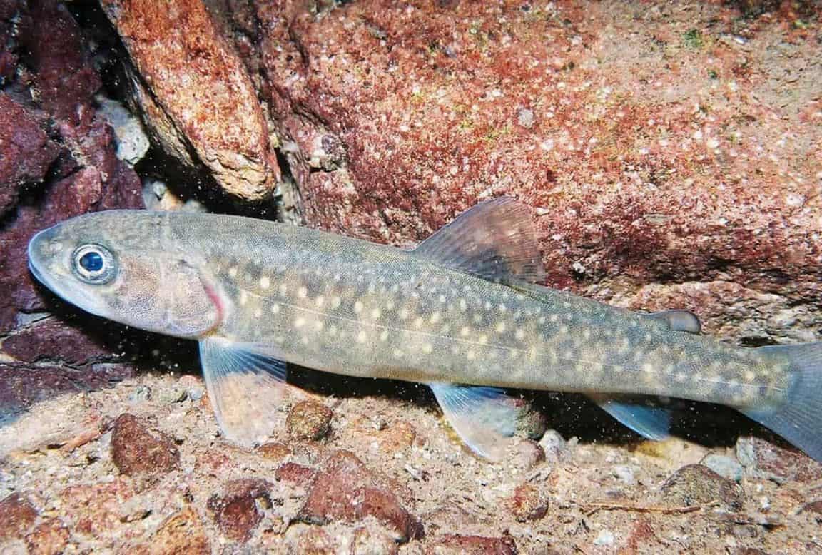 16 Different Types of Trouts – Nayturr
