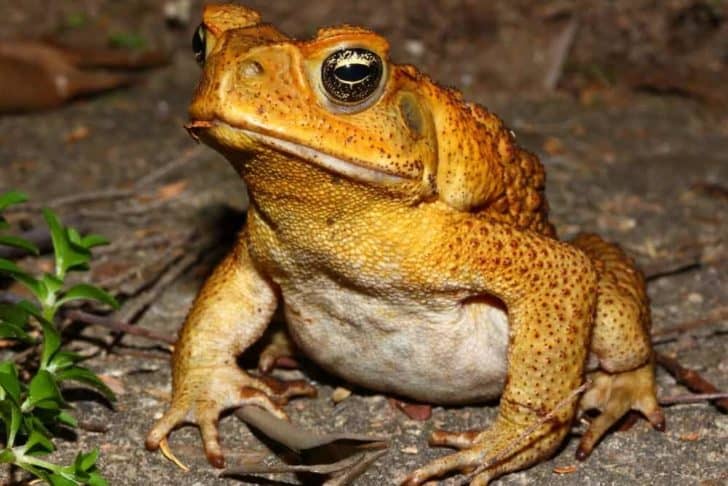 13 Different Types of Toads – Nayturr