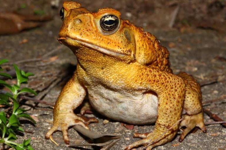 13 Different Types of Toads – Nayturr