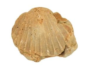 9 Different Types of Fossils – Nayturr