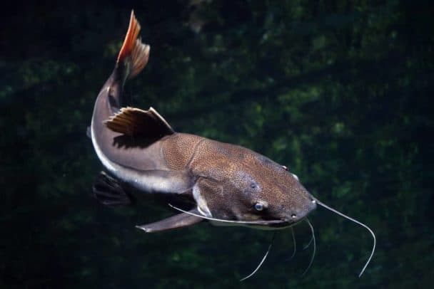 13 Different Types of Catfish – Nayturr
