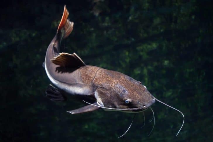 13 Different Types of Catfish – Nayturr