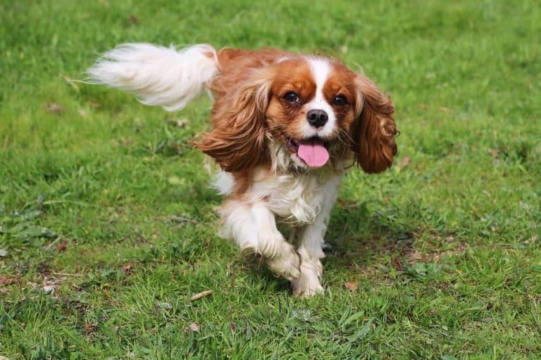 18 Different Types of Spaniels – What Kind is Your Favorite – Nayturr