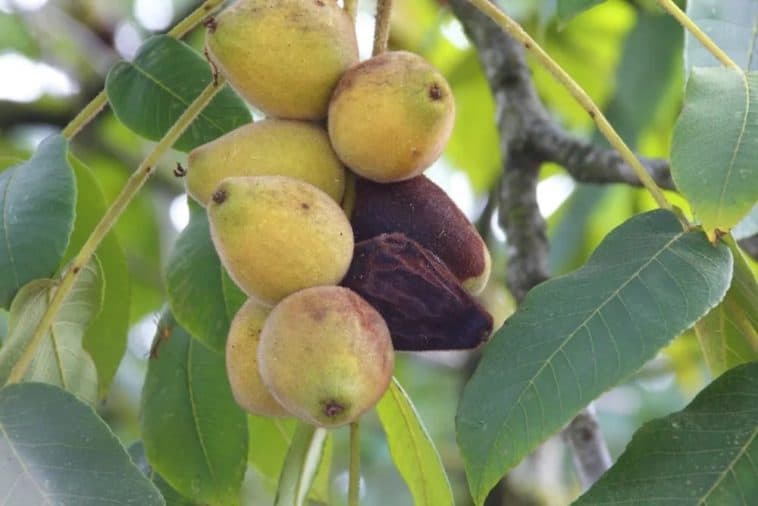 11 Different Types of Fig Trees (Plus Interesting Facts) – Nayturr