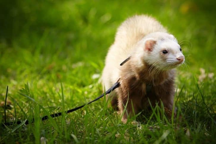18 Different Types of Ferrets – Nayturr