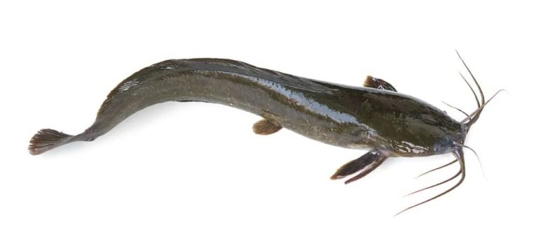 13 Different Types of Catfish – Nayturr