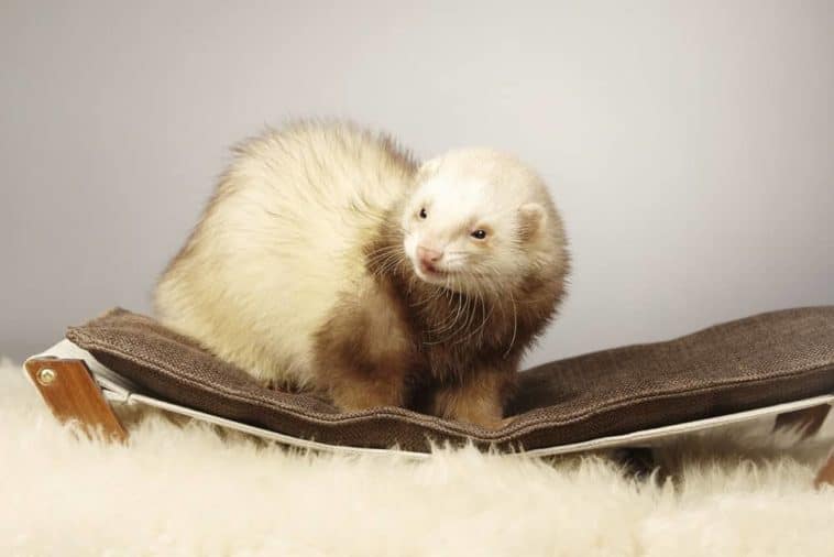 18 Different Types of Ferrets – Nayturr