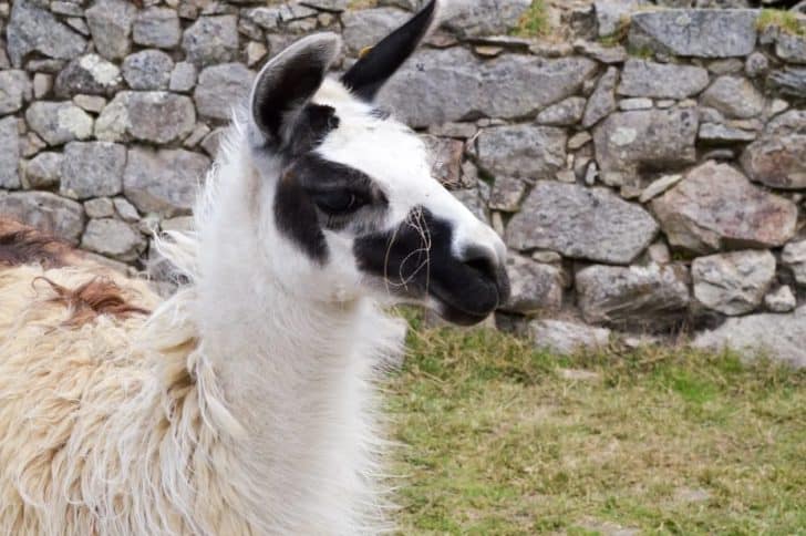 5 Different Types of Llamas (Plus Interesting Facts) – Nayturr