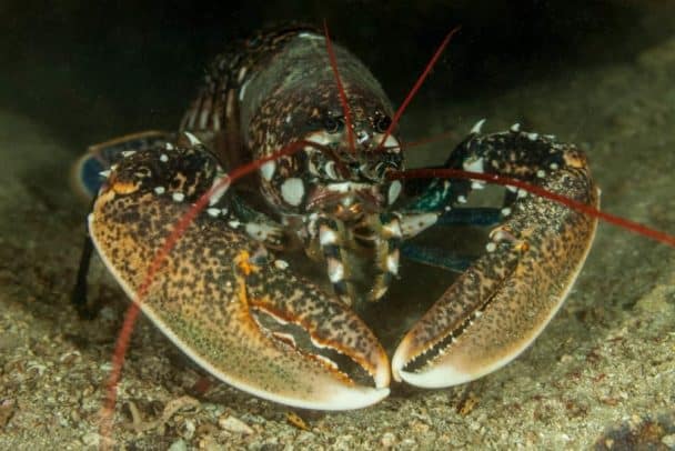 15 Different Types of Lobster – Nayturr