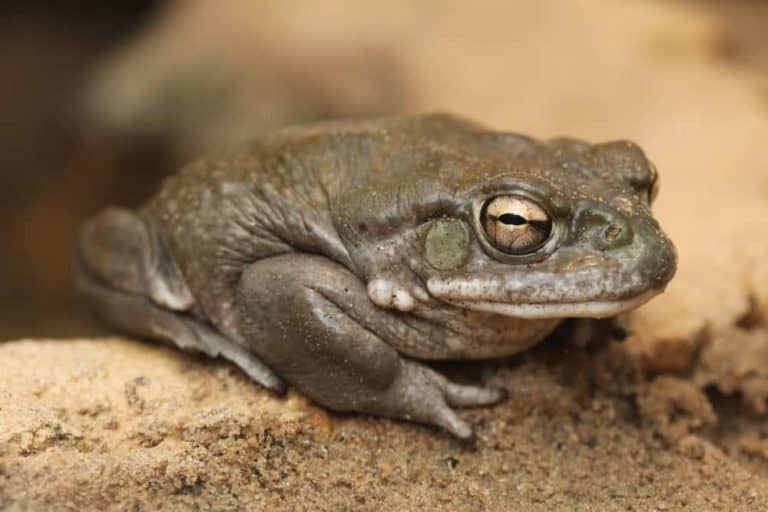 13 Different Types of Toads – Nayturr