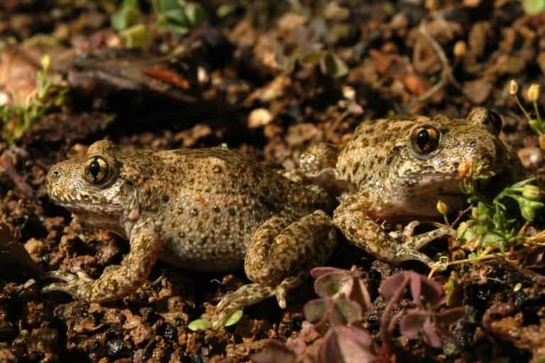 13 Different Types of Toads – Nayturr
