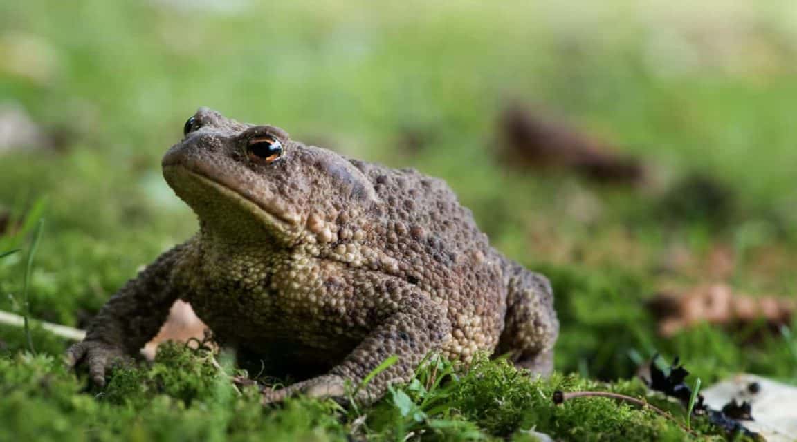 13 Different Types of Toads – Nayturr