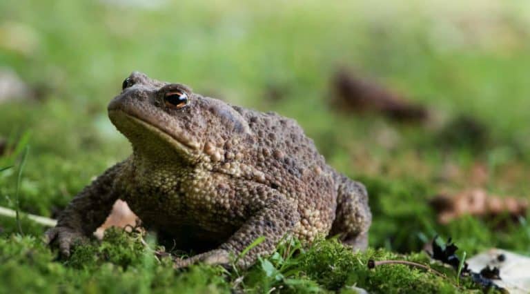 13 Different Types of Toads – Nayturr