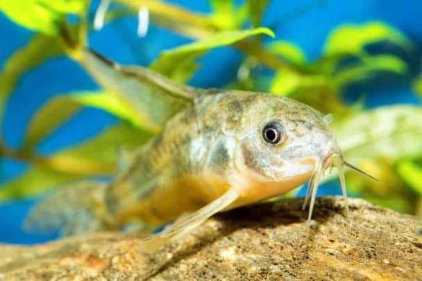 13 Different Types of Catfish – Nayturr