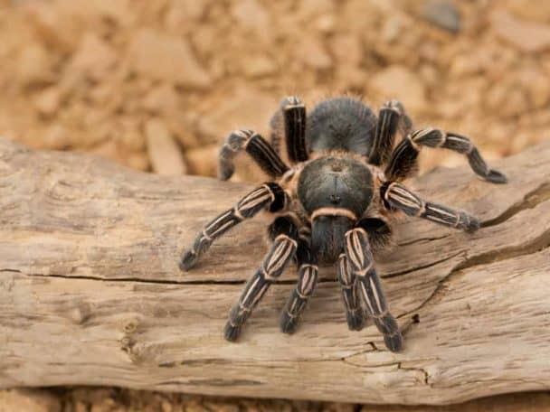10 Different Types of Tarantulas – Nayturr
