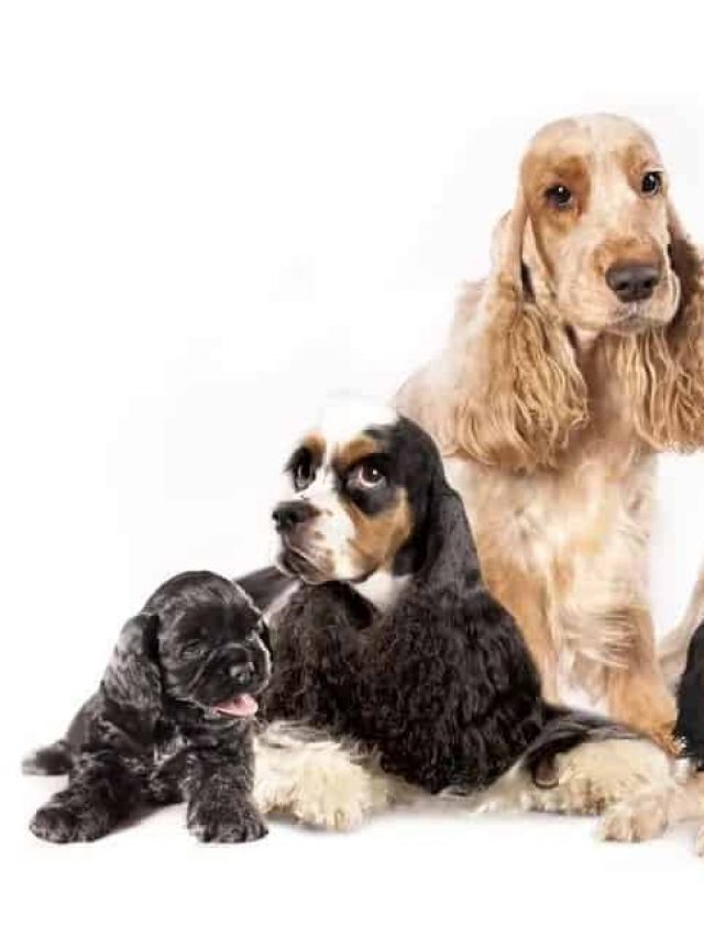 Different Types of Spaniels – Nayturr