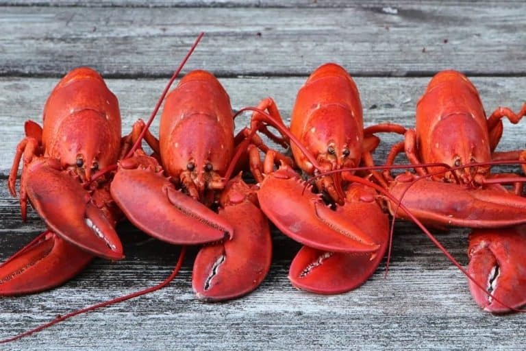 15 Different Types of Lobster – Nayturr