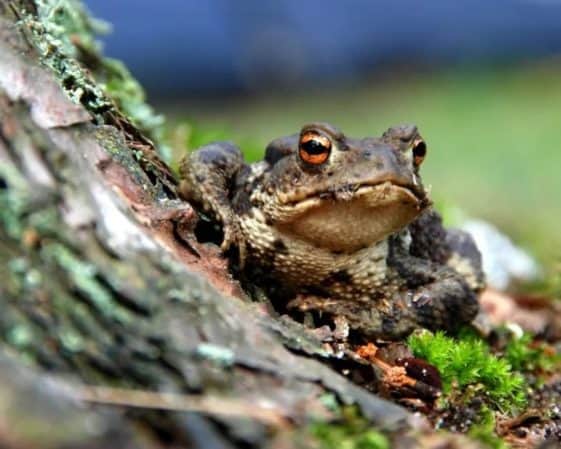 13 Different Types of Toads – Nayturr